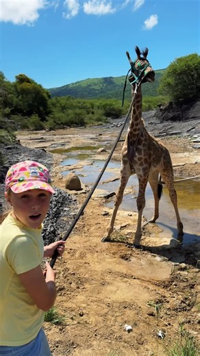 Brooke Carter 🐝 on Instagram: "Catching Giraffe is a complex and delicate process - how cool is this! 🦒👀"