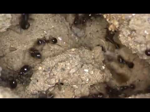 Ants Treatment by Auzzie Pest Control