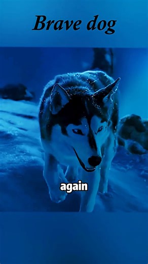 This dog risked its life to save its owner and proved true leadership.#movieclips #adventure | VS MOVIE
