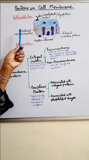 Proteins in Cell Membrane || fluid mosaic model #neet Biology