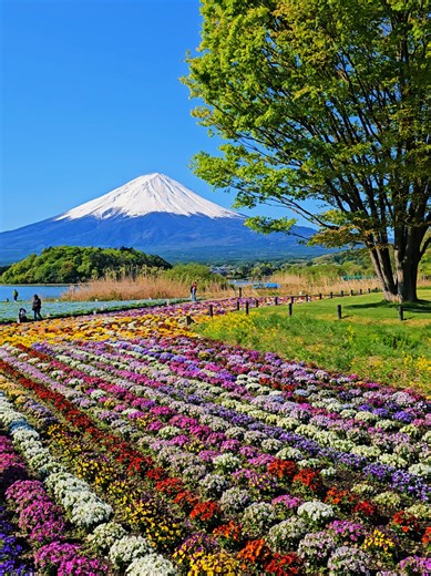 春の大石公園と富士山絶景！ Spring in Oishi Park vs Mt.Fuji #japan #japantravel #富士山 #fuji #spring
