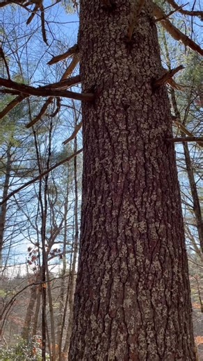 Video transcript: Welcome to Wild Wanderings with Abby and Mary…and Zinnia! An approximately quarterly series where we take you on mini tours of Rhode Island’s Management Areas. Hey, we tried doing this monthly, but our live are busy. Alas. This time, we’re visiting Black Farm Management Area in Hopkinton. Black Farm is a hidden gem, full of peaceful trails that run through pine woods and meadows. There are some lovely water views here too, from the babbling Canonchet Brook to the glassy surface