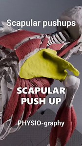 Scapular pushups #exercise #exercisemotivation #exerciseathome #Physiotherapy #physio #fitness | PHYSIO-graphy