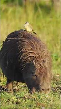 The Capybara Song Official Music Video