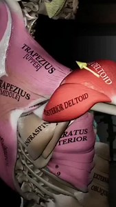 Master Lateral Raise – Trainer Tutorial | Azra Fitness