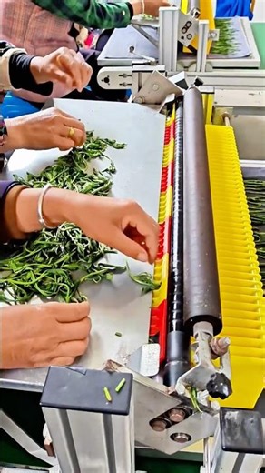 Manual Premium Green Tea Sorting – Precision Leaf Selection Process