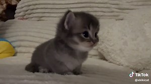 Gatitos adorables: videos de mascotas tiernas y divertidas
