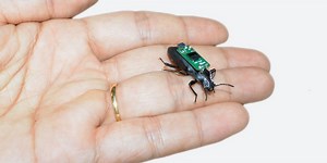Controllable Cyborg Beetles for Swarming Search and Rescue