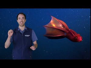 Fast Ocean Facts — Vampire Squid Eat Deep Sea Snot!