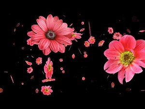 Falling flower background || 4k video | vmc Creation Network