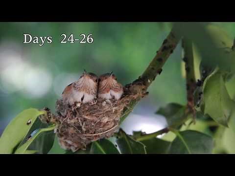 Hummingbird Babies Birth to Fledging the Nest (2)~First Flight~Amazing! UPDATED VERSION