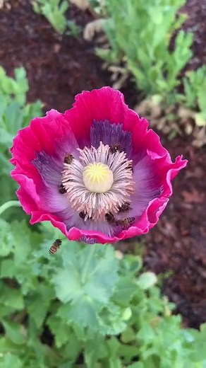 1.5K views · 104 reactions | Giant Poppy Pod blooms are a honeybee...