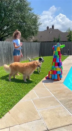 They Didn’t Wait for 3 😂🐶💦 #funnydogs #pool #shorts