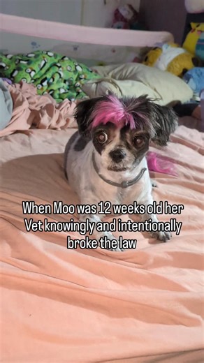 A trio of misfits: Super Ru and his fluffy sidekicks on Instagram: "Moo was 12 weeks old when the Vet turned to Mum and said, "I'm going to break the law right now. But I am not microchipping her. She's too small to handle the needle and I will take the punishment if I have to". Where we live all dogs MUST be microchipped by 12 weeks old. If not microchipped by 12 weeks you can face a fine of upwards of $5k. The problem is the needle they use to insert the microchip is quite large. Moo was very