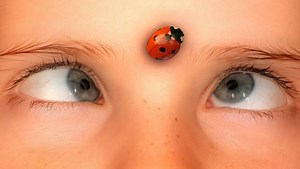 Ein neuer Browser von Grund auf: Ladybird startet offiziell durch