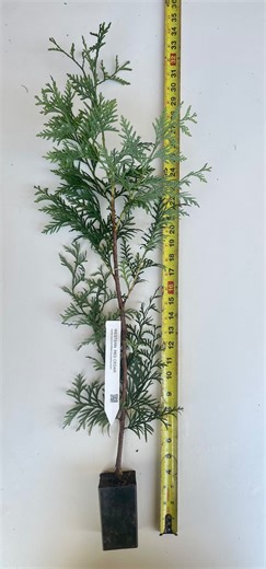 Western Red Cedar Tree - 16-20 Inch Tall Seedlings (thuja Plicata) - Etsy