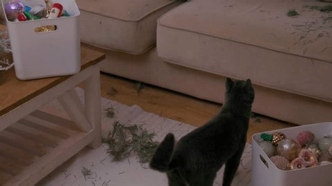 clip-4005280521-messy-living-room-floor-pine-needles-branches