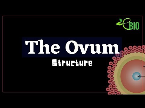 The Ovum || Structure