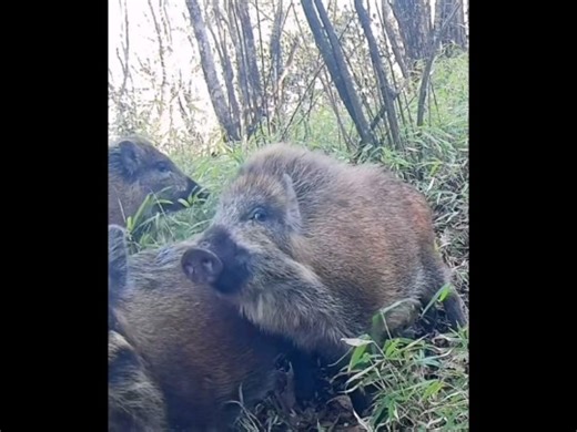 猪猪眼神清澈，像大学生