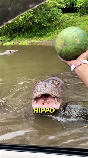 This Hippo Just Wanted a Watermelon