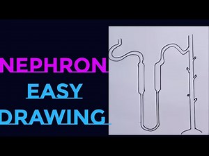 How to draw structure of nephron easily step by step#nephron diagram