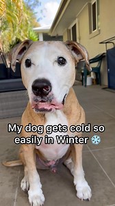 602K views · 10K reactions | I Miss Putting My Dog in His Winter Pyjamas  #seniordog #PetLoss #rescuedog | Amos Pearce | Facebook