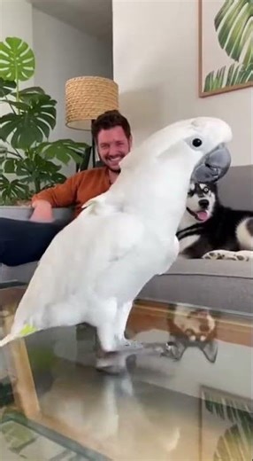 The Perfect Harmony of Motion and Stillness