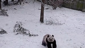 Memorable moments caught on the Panda Cams