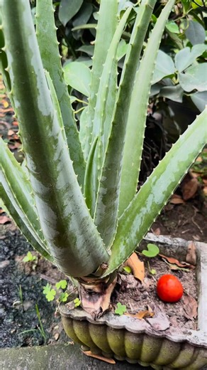 470K views · 2.6K reactions | The best way to care for aloe vera reels D:\Mom Contents\Gen2 @treeplantingideas\60 Drive\Mom Contents\4a- | DecCheer | Facebook