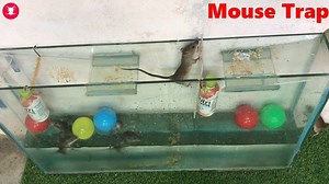 62K views · 523 reactions | Easy Water Mouse Trap | DIY Rat Trap | Facebook