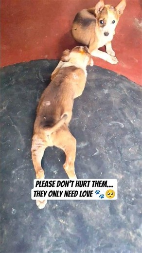 Why do you hurt them? They feel pain too… 🥺🐾💔