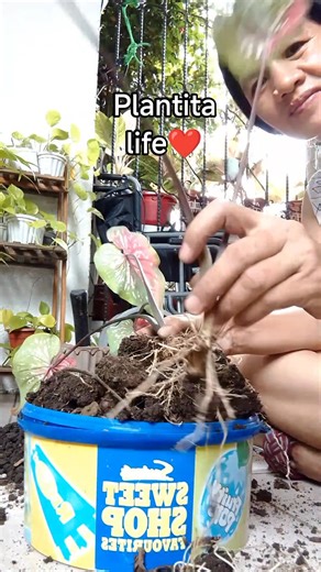 Propagating 𝐃𝐨𝐛𝐥𝐞 𝐜𝐚𝐫𝐚 𝐜𝐚𝐥𝐚𝐝𝐢𝐮𝐦 plant. #babesplantcollection #gardeninglife | Babes' Plant Collection