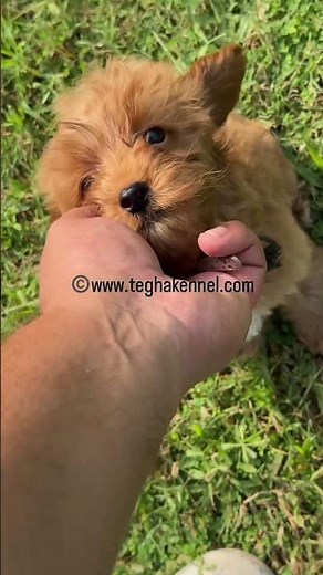 Golden Cockapoo Puppy F2 | Adopt Cockapoo in India, Dubai & Canada | Tegha Kennel