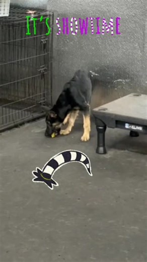 It's showtime here at Procyon Training Daycare!!! | Procyon Training