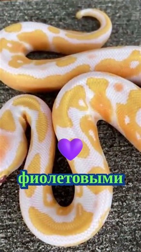 The lavender albino python is a mesmerizing morph worth tens of thousands of dollars.