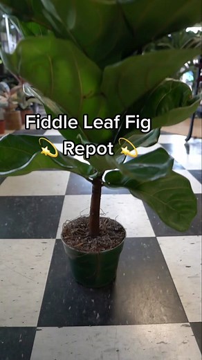 Fiddle Leaf Fig Repotting Tips and Plant Care Guide