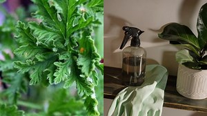 Cómo hacer repelente de mosquitos casero con citronela - Viviendo En Casa