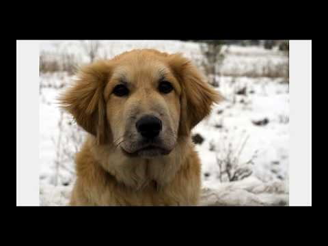 Directional Terminology and Introduction to the Cell e (VETERINARY TECHNICIAN EDUCATION)