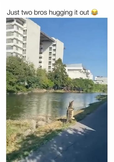 12K views · 136 reactions | When nature gives you drama and comedy!...