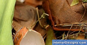 Tuin: Welke Voedingsstoffen Moet Ik Mijn Mangoboom Voeden? - 2025 | Nl.Interior-Designy.com