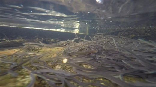 🐍 Elver - the juvenile life stage of the European eel. ⚫️ Inland Fisheries Ireland check the no. of elver heading up rivers at 5x sites in the west of #Ireland. 🏠 #Eels can spend a year swimming up the river network before picking a home for the next decade. 🔗 More info: tinyurl.com/mttf48ek | Inland Fisheries Ireland