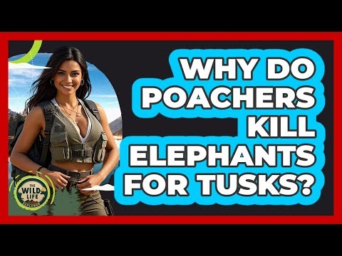 Why Do Poachers Kill Elephants For Tusks?