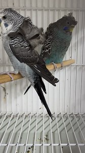 To split db straightened size | Pure bloodline budgie