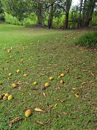 Somewhere nearby, people are buying fruit flown across oceans… while this rots quietly on the ground. Not because it wasn’t good. Not because it wasn’t edible. Not because it wasn’t abundant. But because no one knew it was here. This is the part of the food system we don’t really talk about. So much food is lost, not through waste, but through disconnection. Trees without people. People without knowledge. Abundance without pathways. This isn’t about blame or guilt or telling anyone how they shou