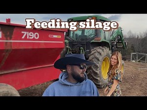 Feeding Silage