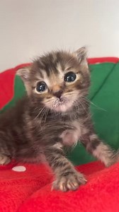 114K views · 10K reactions | I often hear people say they try not to...