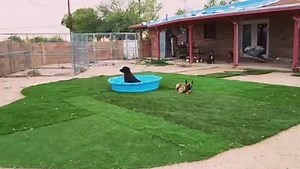 19K views · 274 reactions | This video shows two distemper survivors...