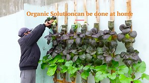 #ICYMI Plantbox Hydroponics Tutorials part 2: Make organic nutrient solutions at home for your hydroponics set- up. Organic materials can be accessed at home. You can consult plantbox hydroponics on how you can make your own solution through the starter kits. #organicsolution #sustainablegardening #organicmaterials #organicfarming Organic nutrient solution tutorial part 2 YouTube account: https://www.youtube.com/watch?v=RhXxQSTuqDc Email: Plantboxidea@gmail.com contact: 09815411152 | PlantBox In