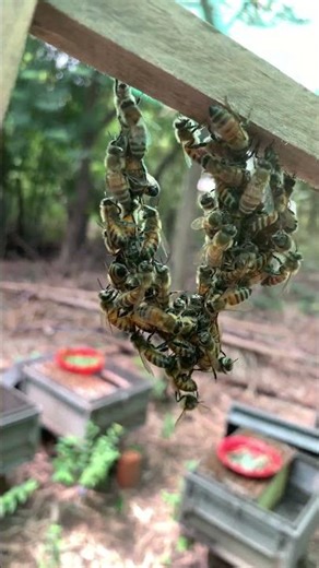 How Bees Grow Their Colony 👑🐝 | New Hive Construction in Action