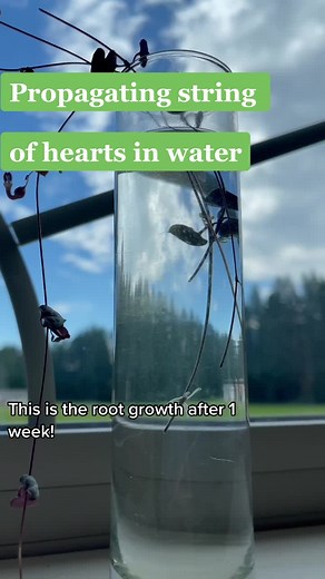 How to Propagate String of Hearts in Water